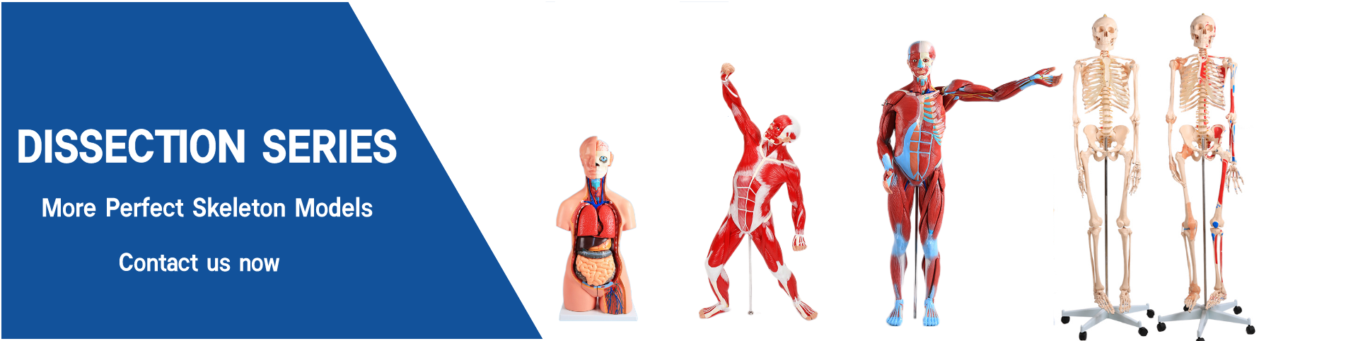 85cm Human skeleton model with nerves - Skeleton Models - ADA MED ...